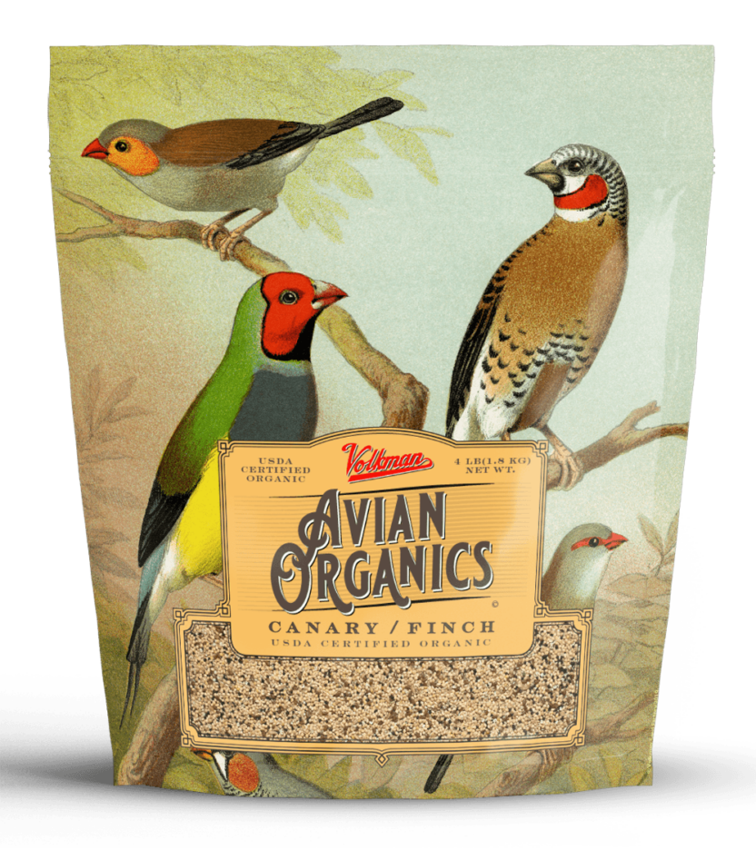 Companion Bird – birdseed.com