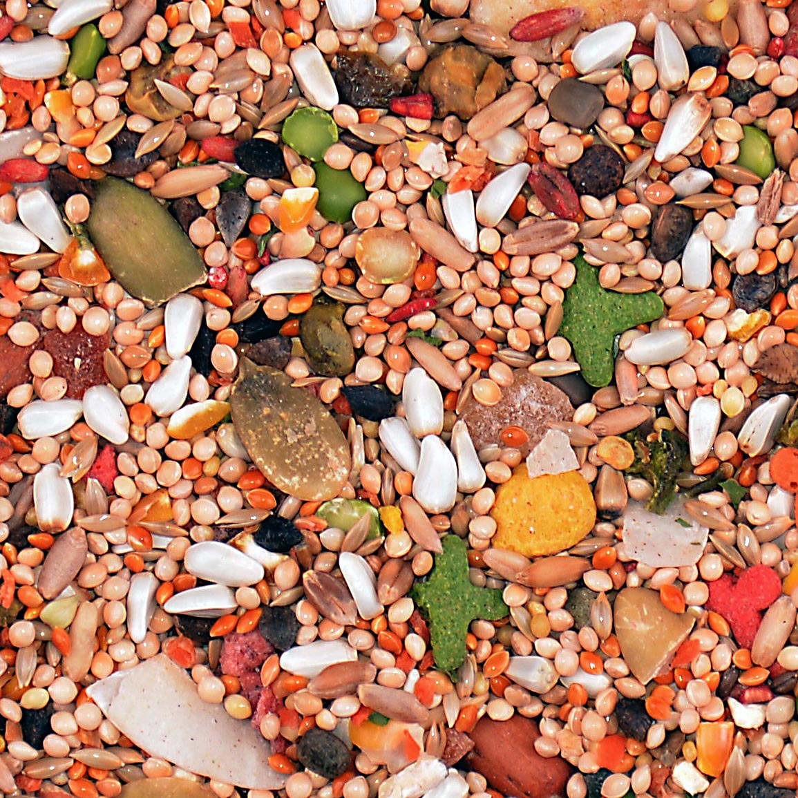 Featherglow Small Hookbill – birdseed.com